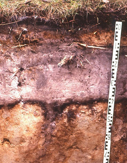 Böden der Altmoränenlandschaften - Boden, Altlasten - sachsen.de